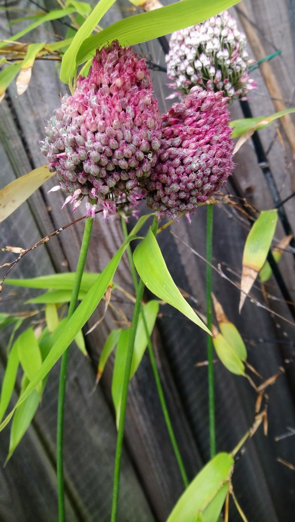 Design ideas for a small space – Bloomingplaces